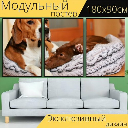 Модульный постер "Гончая, собаки, отдыхающий" 180 x 90 см. для интерьера