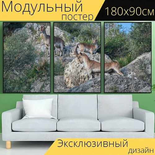 Модульный постер "Горный козел, гора, животные" 180 x 90 см. для интерьера