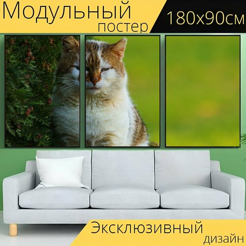 Модульный постер "Кот, домашнее животное, животное" 180 x 90 см. для интерьера
