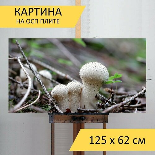 Картина на ОСП 125х62 см. "Бовист, гриб, пыльный гриб" горизонтальная, для интерьера, с креплениями