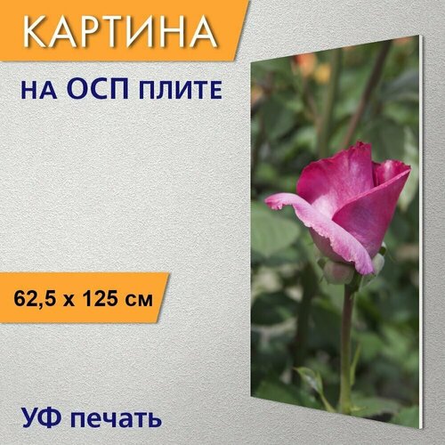 Вертикальная картина на ОСП "Роза, цвести, сад" 62x125 см. для интерьериа