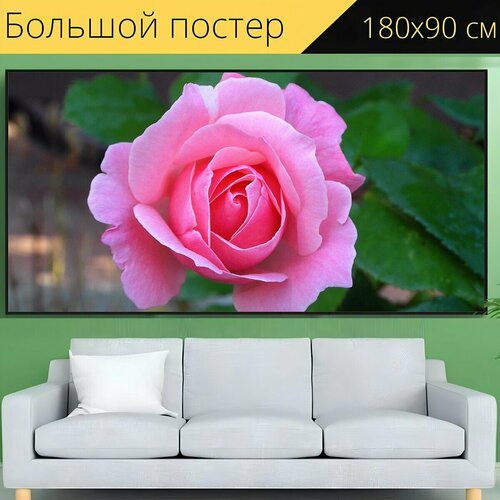 Большой постер "Роуз, цветок, розовый" 180 x 90 см. для интерьера