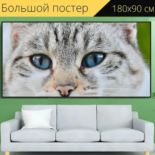 Большой постер "Кошка, аллея кошка, трюфель кошка" 180 x 90 см. для интерьера
