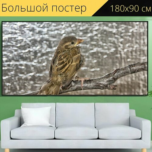 Большой постер "Воробей, птица, симпатичные" 180 x 90 см. для интерьера