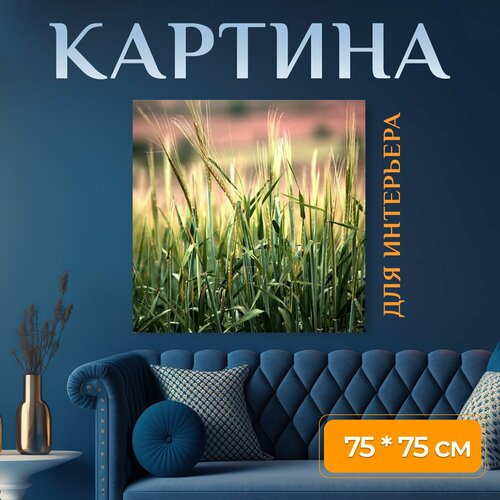 Картина на холсте "Пшеница, растения, посевы" на подрамнике 75х75 см. для интерьера
