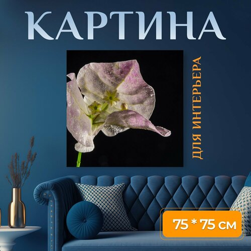 Картина на холсте "Бугенвиллия, цвести, цветок" на подрамнике 75х75 см. для интерьера