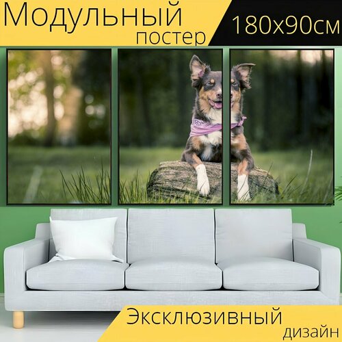 Модульный постер "Собака, лес, озеро" 180 x 90 см. для интерьера