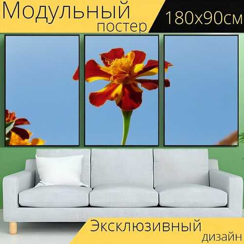 Модульный постер "Бархатцы, студенческий цветок, цвести" 180 x 90 см. для интерьера
