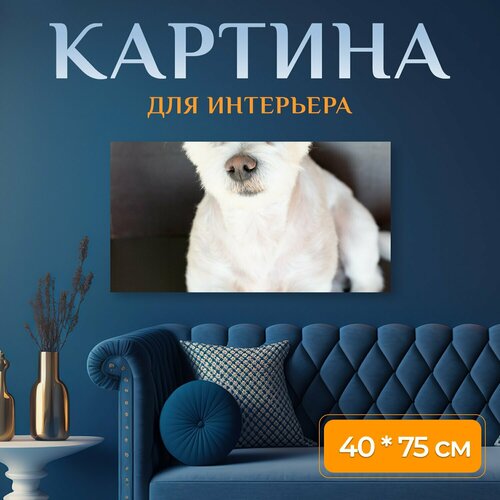 Картина на холсте "Собака, белый, небольшой" на подрамнике 75х40 см. для интерьера