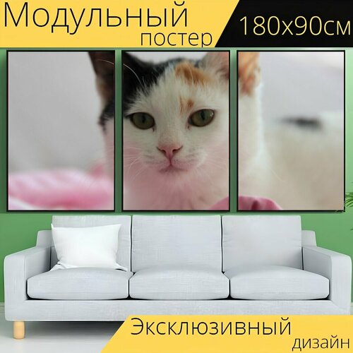 Модульный постер "Кот, кошки, милый" 180 x 90 см. для интерьера
