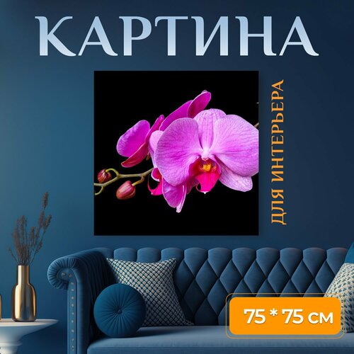 Картина на холсте "Орхидея, цвести, цветок" на подрамнике 75х75 см. для интерьера