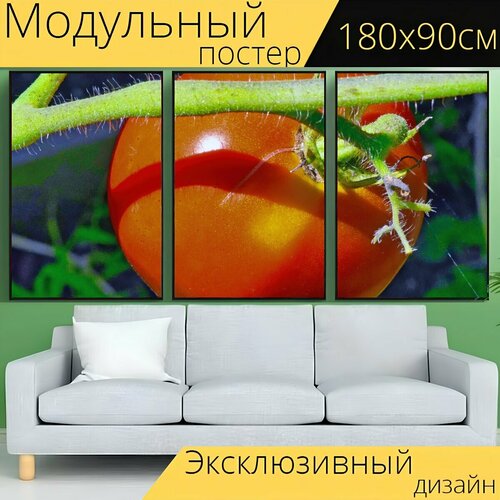 Модульный постер "Помидор, овощ, еда" 180 x 90 см. для интерьера