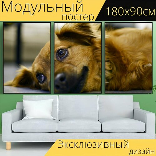Модульный постер "Собака, милый, животное" 180 x 90 см. для интерьера