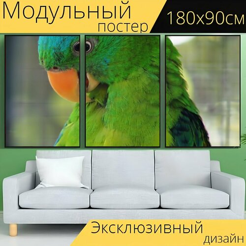 Модульный постер "Попугай, птица, тропический" 180 x 90 см. для интерьера