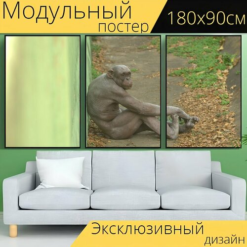 Модульный постер "Шимпанзе, примат, млекопитающее" 180 x 90 см. для интерьера