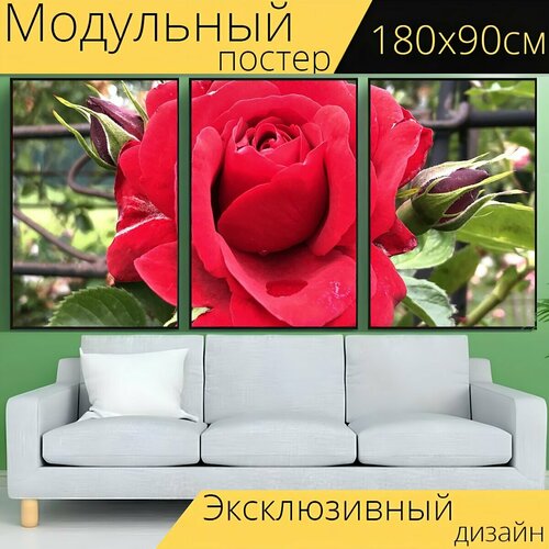 Модульный постер "Красная роза, красный цветок, лепестки" 180 x 90 см. для интерьера