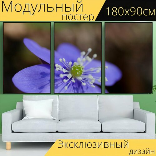 Модульный постер "Печеночник, цвести, весна" 180 x 90 см. для интерьера