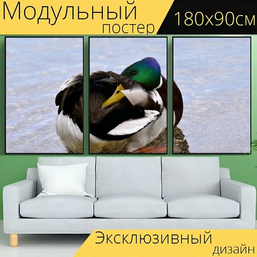 Модульный постер "Утка, кряква, вода" 180 x 90 см. для интерьера