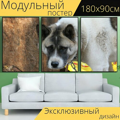 Модульный постер "Акита, собака, животные" 180 x 90 см. для интерьера