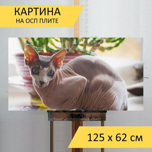 Картина на ОСП 125х62 см. "Канадский сфинкс, кошка, кошки" горизонтальная, для интерьера, с креплениями