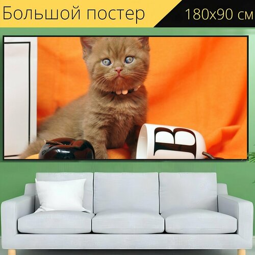 Большой постер "Британская короткошерстная кошка, котенок, кот" 180 x 90 см. для интерьера