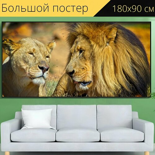 Большой постер "Лев, король, львица" 180 x 90 см. для интерьера
