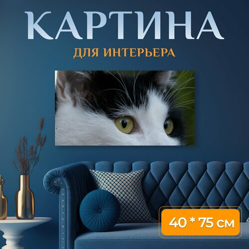 Картина на холсте "Милый, домашний питомец, котенок" на подрамнике 75х40 см. для интерьера