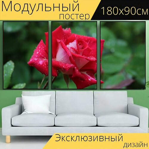 Модульный постер "Роза, парк роз, цветок" 180 x 90 см. для интерьера