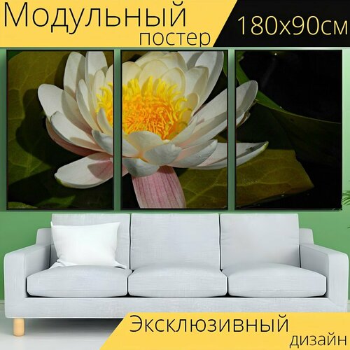 Модульный постер "Водяная лилия, водное растение, цветок" 180 x 90 см. для интерьера