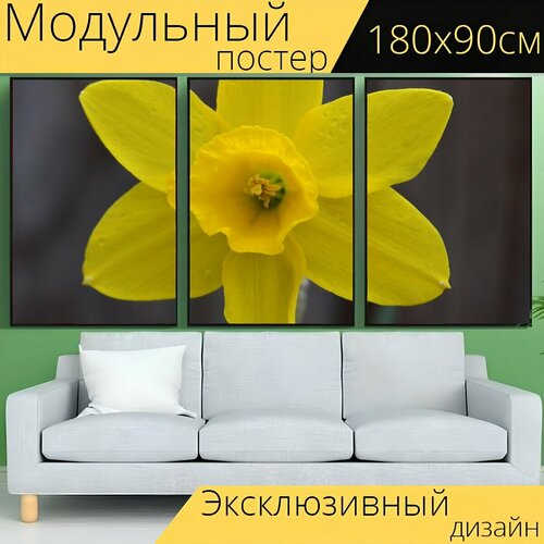 Модульный постер "Нарцисс, желтый цветок, цвести" 180 x 90 см. для интерьера