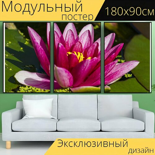 Модульный постер "Цветок, природа, водяная лилия" 180 x 90 см. для интерьера