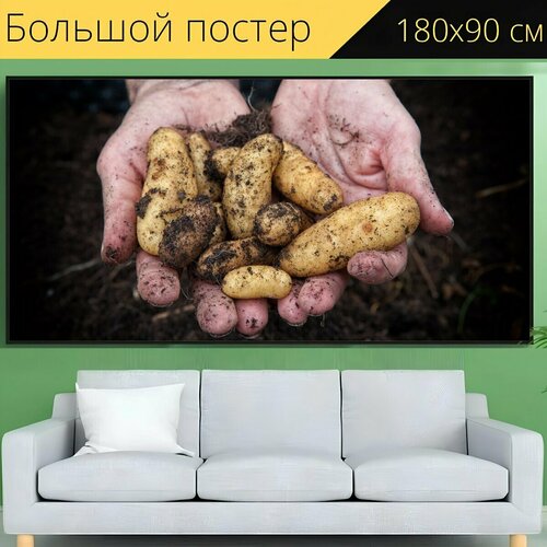 Большой постер "Картошка, уборка урожая, руки" 180 x 90 см. для интерьера