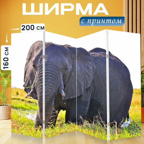 Ширма перегородка с принтом "Слон, дикая природа, млекопитающее" на холсте - 200x160 см. для зонирования, раскладная