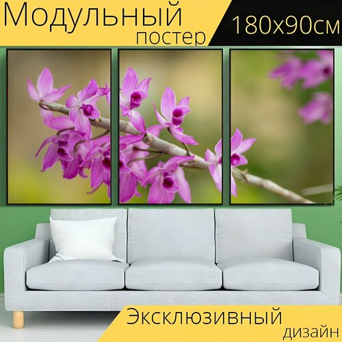 Модульный постер "Орхидея, цветок, сад" 180 x 90 см. для интерьера