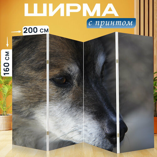 Ширма перегородка с принтом "Собака, животное, волк" на холсте - 200x160 см. для зонирования, раскладная