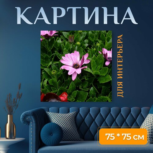 Картина на холсте "Фиолетовая маргаритка, цветок, цветочный" на подрамнике 75х75 см. для интерьера