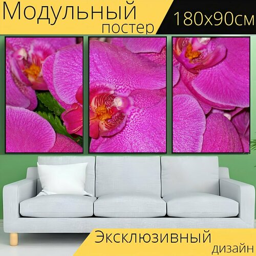 Модульный постер "Орхидеи, расцветает, цветок" 180 x 90 см. для интерьера