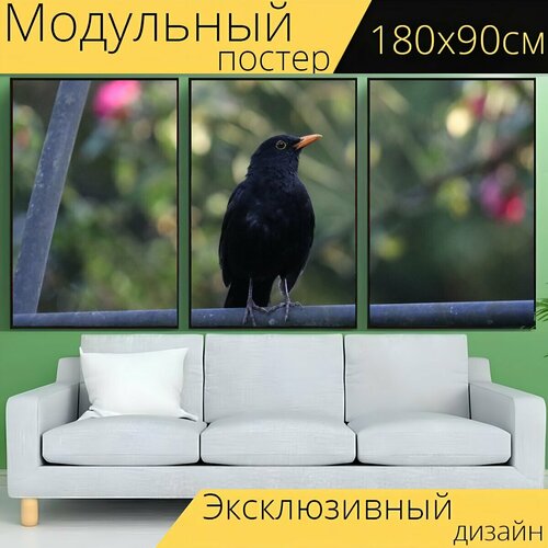 Модульный постер "Черный дрозд, птица, красивая" 180 x 90 см. для интерьера