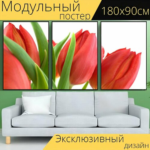 Модульный постер "Тюльпан, весна, цветок" 180 x 90 см. для интерьера