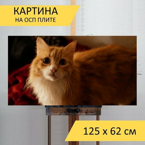 Картина на ОСП 125х62 см. "Мейн кун, кошка, домашний питомец" горизонтальная, для интерьера, с креплениями