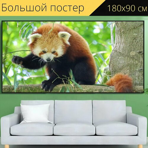 Большой постер "Панда ру, красная панда, животное" 180 x 90 см. для интерьера
