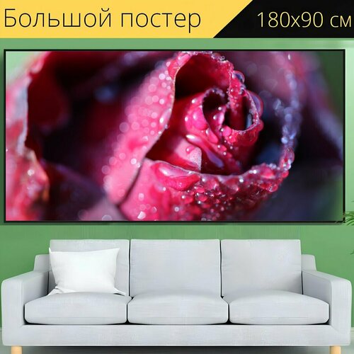 Большой постер "Роза, роса, цветок" 180 x 90 см. для интерьера