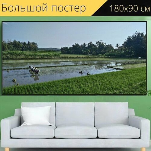Большой постер "Рисовые поля, фермер, рис" 180 x 90 см. для интерьера