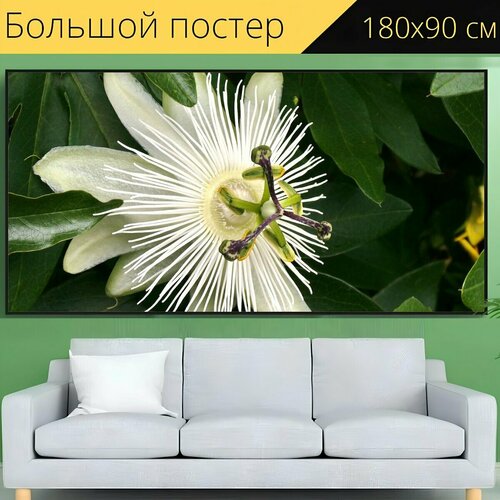Большой постер "Белый цветок страсти, цвести, цветок страсти" 180 x 90 см. для интерьера
