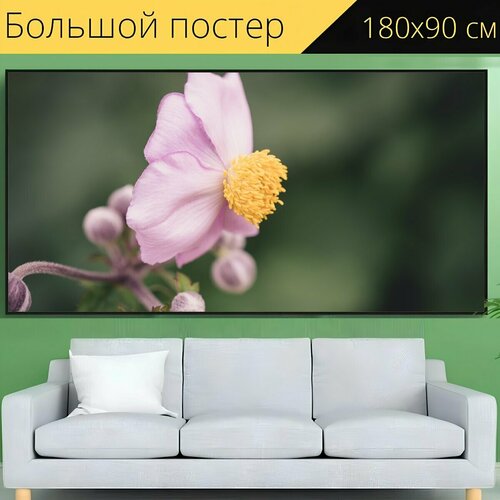 Большой постер "Анемон, цветок, цвести" 180 x 90 см. для интерьера