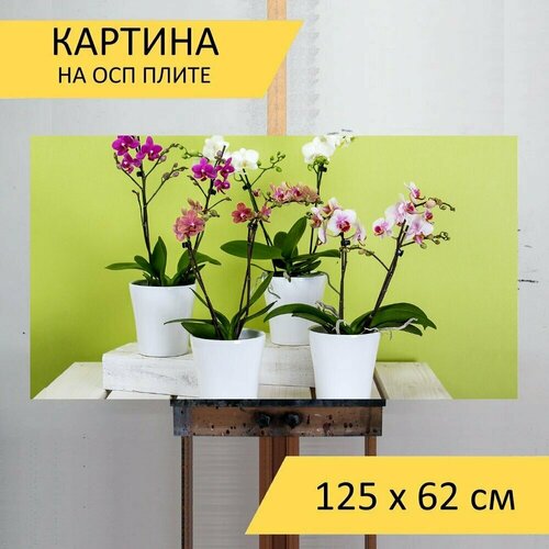 Картина на ОСП 125х62 см. "Орхидеи, фаленопсис, цветок" горизонтальная, для интерьера, с креплениями