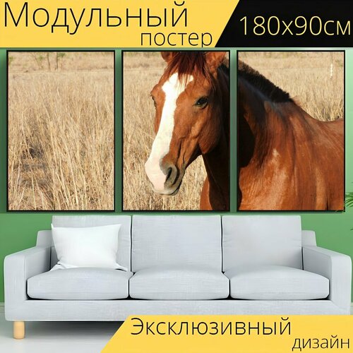 Модульный постер "Лошадь, мерин, браун" 180 x 90 см. для интерьера