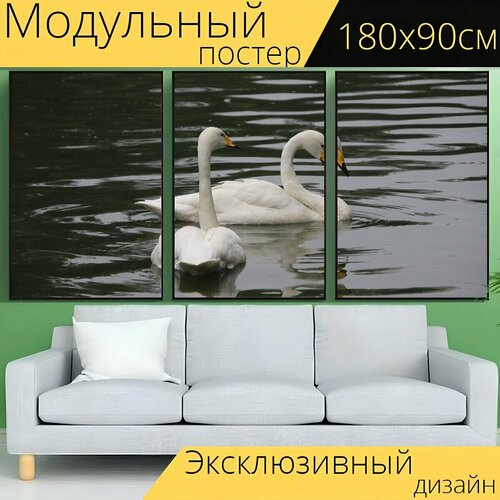 Модульный постер "Лебеди, птицы, озеро" 180 x 90 см. для интерьера