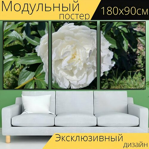 Модульный постер "Белый пион, цветок, весна" 180 x 90 см. для интерьера
