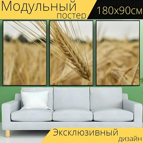 Модульный постер "Природа, кукурузное поле, зерно" 180 x 90 см. для интерьера